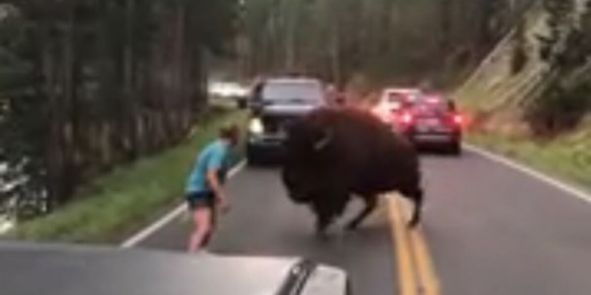 Man taunting bison at Yellowstone Park caught on video Man taunting bison at Yellowstone Park caught on video