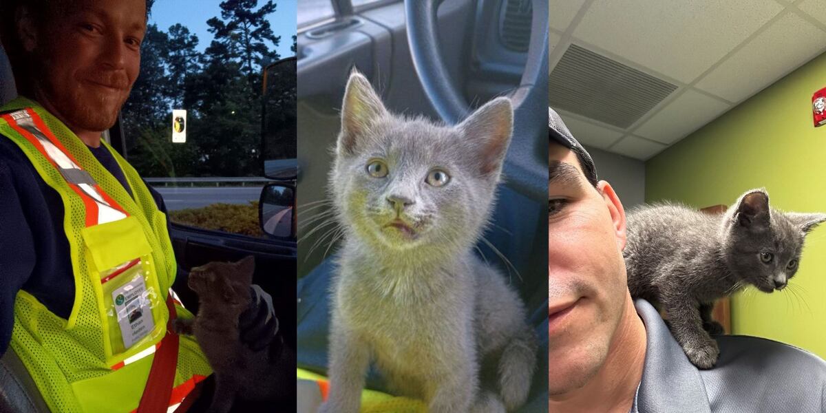 Public Works crews rescue kitten while landscaping along highway Public Works crews rescue kitten while landscaping along highway